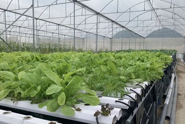 Différents modèles du maraîchage bio portent leurs fruits
