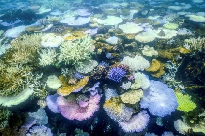 La Grande barrière de corail frappée par le pire épisode de blanchissement