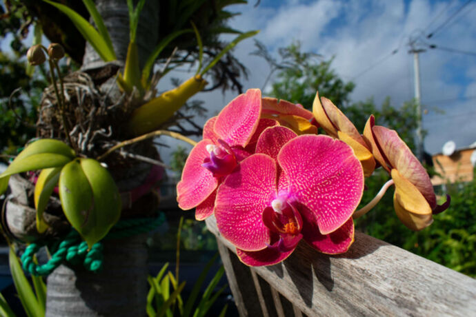 Sur l’île française de La Réunion, sauver une flore unique au monde