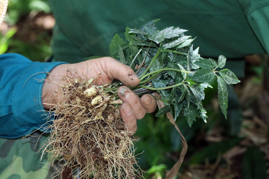 Le ginseng de Ngoc Linh se développe bien dans la Réserve naturelle de ...