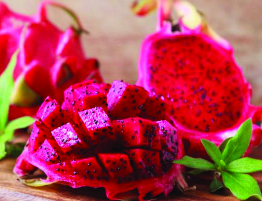 Le fruit du dragon à chair rouge, une culture réussie à Lac Thuy