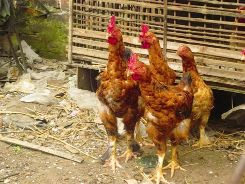 Trois races de poulets qui font saliver les gourmets