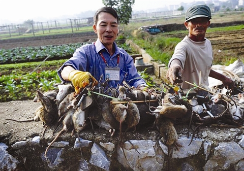 L’exterminateur de rats