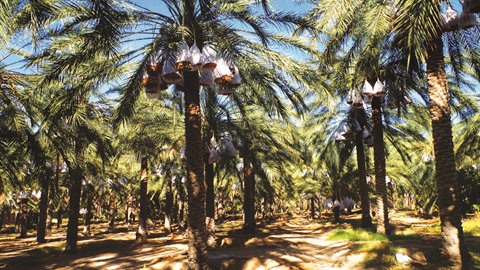 Biskra, «capitale des dattes» en Algérie