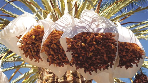 Biskra, «capitale des dattes» en Algérie