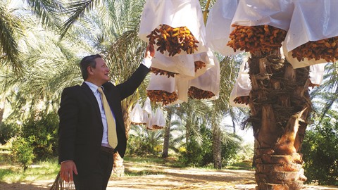 Biskra, «capitale des dattes» en Algérie
