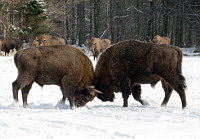 Le bison de Pologne, un survivant de la préhistoire imposant et vulnérable